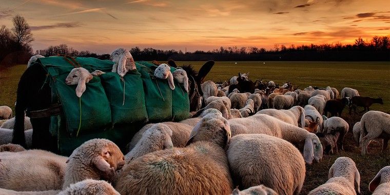 Join the In The Farm Photo Contest and win Leica Camera - VIEWBUG.com
